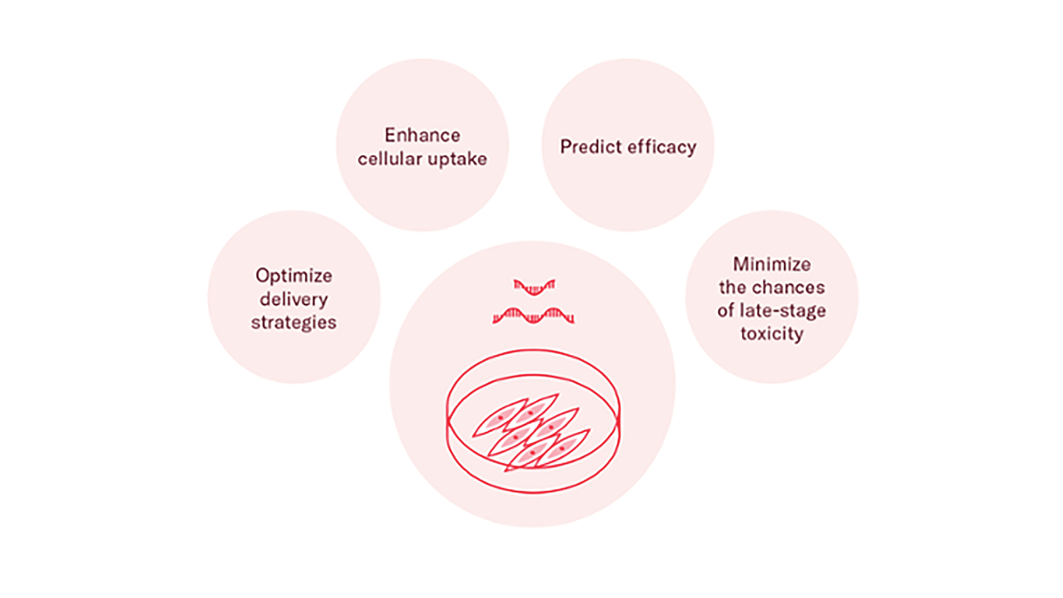 Antisense Oligonucleotide In Vitro Screening Assays 5 Key